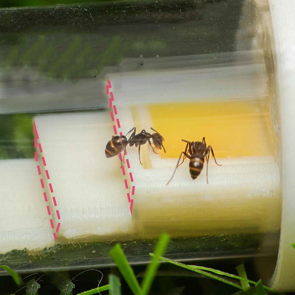 Ant Catcher Studio Test Tube Feeder – Ant Keeping Depot