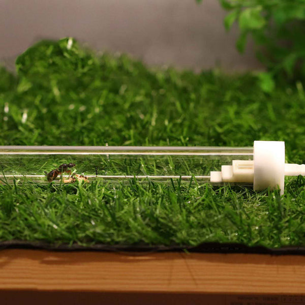 Ant Catcher Studio Test Tube Feeder – Ant Keeping Depot