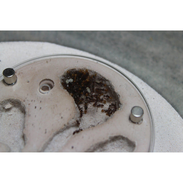 Tar Heel Ants Inception Chamber – Ant Keeping Depot