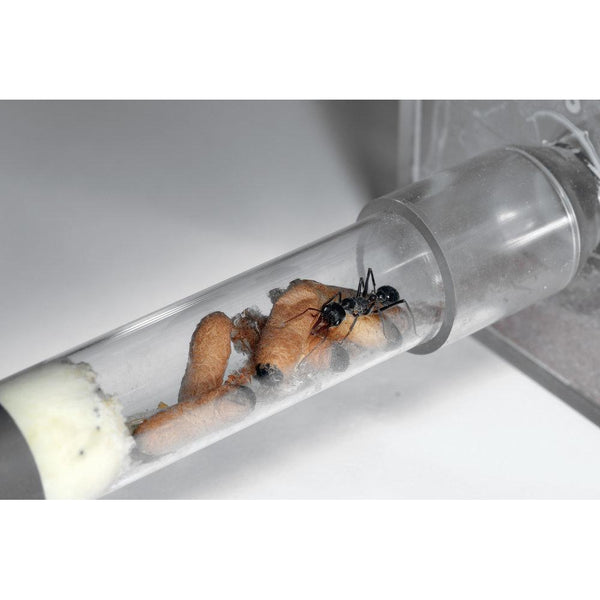 Giant Brown Bull Ant / Myrmecia pyriformis Queen Only – Ant Keeping Depot