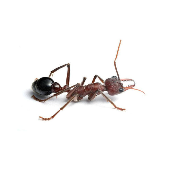 Red Bull Ant / Myrmecia simillima Queen + 3 - 8 Workers – Ant Keeping Depot