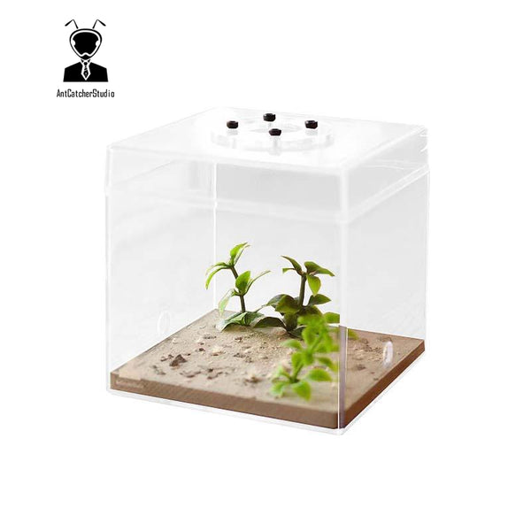 Ant Catcher Studio Outworld Large – Ant Keeping Depot
