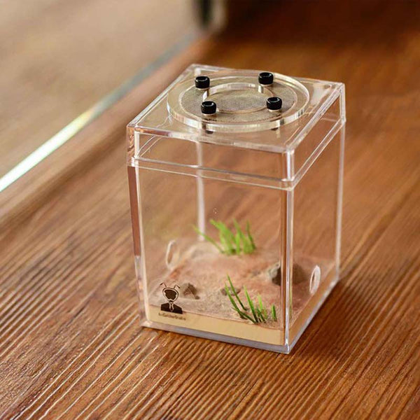 Ant Catcher Studio Outworld Small – Ant Keeping Depot