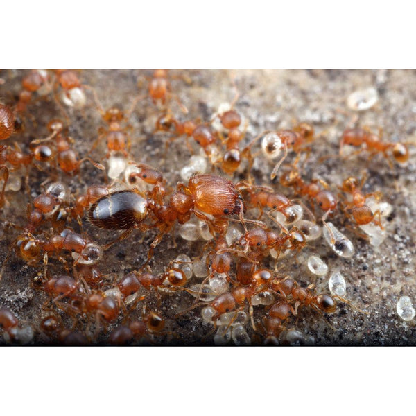 Pheidole vigilans Queen + 10-20 Workers – Ant Keeping Depot