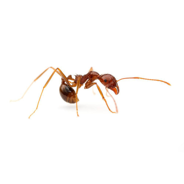 Aphaenogaster longiceps Queen Only – Ant Keeping Depot
