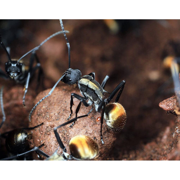 Gold Tailed Spiny Ant / Polyrhachis ammon Queen + 5 - 10 Workers – Ant ...